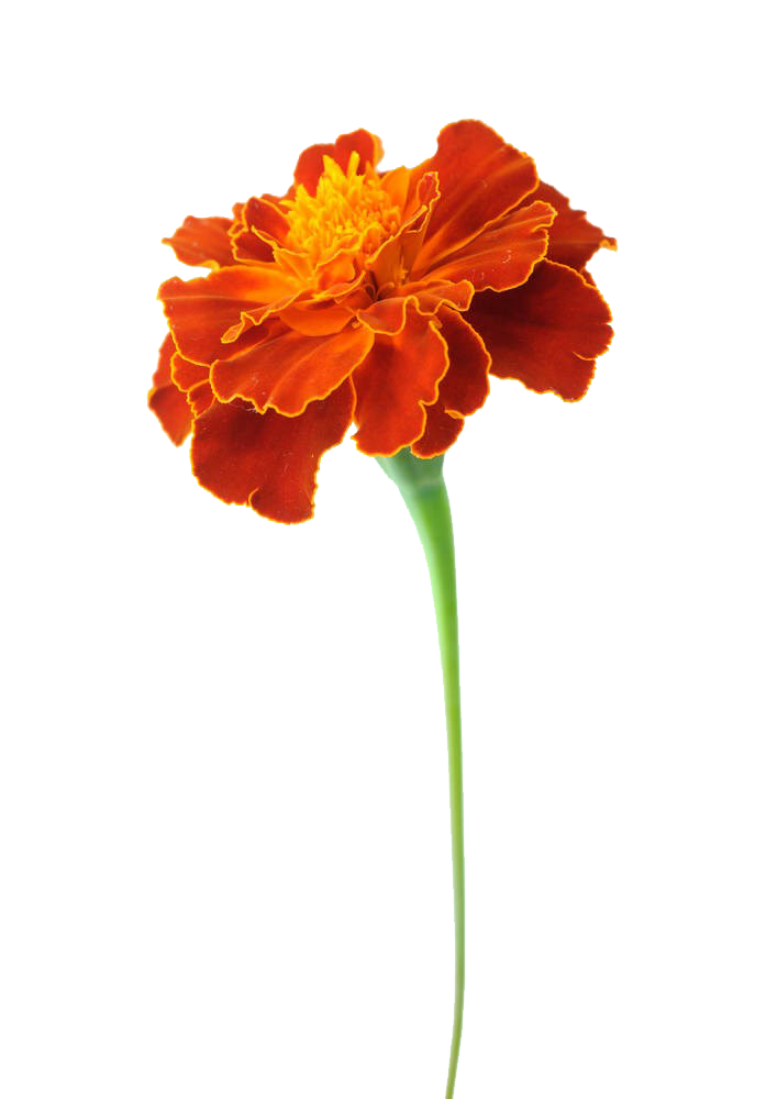 Tagetes – Healing Waves Essential Oil