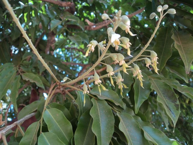Balsem Peru – Healing Waves Essential Oil