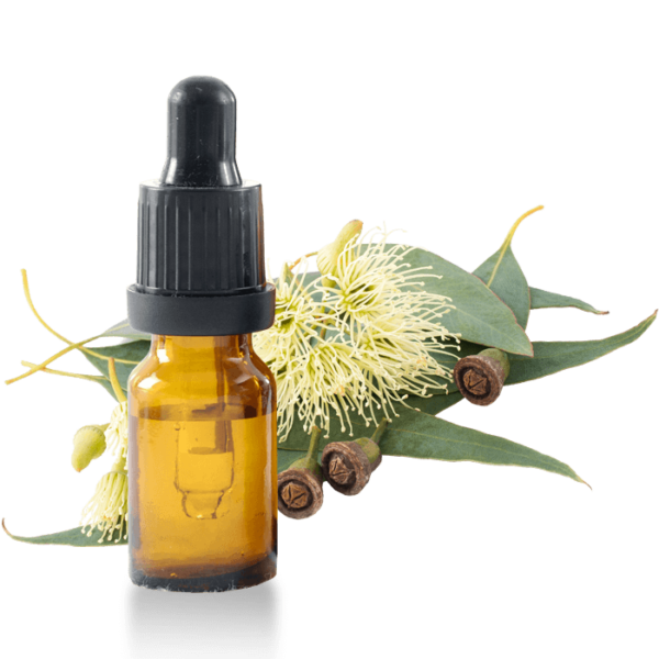 Eucalyptus Gully Gum (Smithii) Organic – Healing Waves Essential Oil