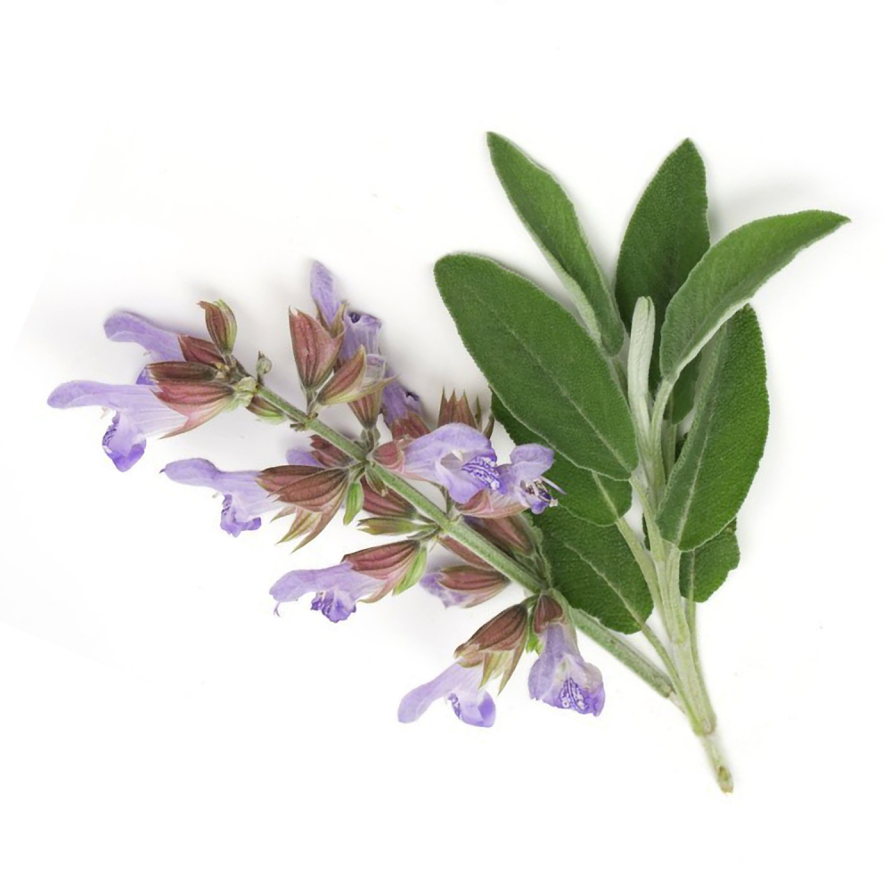 Sage – Healing Waves Essential Oil